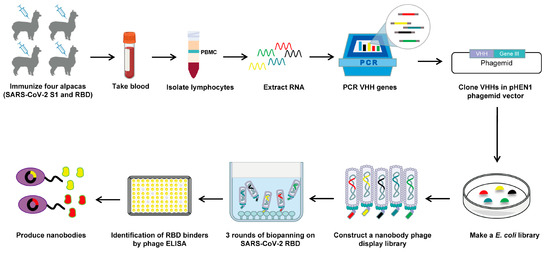 Engineered Multivalent Nanobodies Efficiently Neutralize SARS-CoV-2 ...