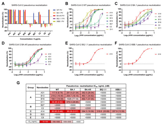 Engineered Multivalent Nanobodies Efficiently Neutralize SARS-CoV-2 ...
