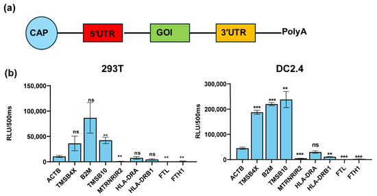 Enhancement of SARS-CoV-2 mRNA Vaccine Efficacy through the Application of TMSB10 UTR for ...
