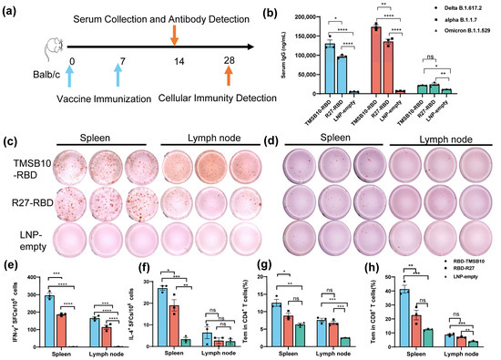 Enhancement of SARS-CoV-2 mRNA Vaccine Efficacy through the Application of TMSB10 UTR for ...