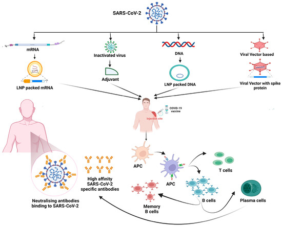Vaccines | Free Full-Text | From Detection to Protection: Antibodies ...