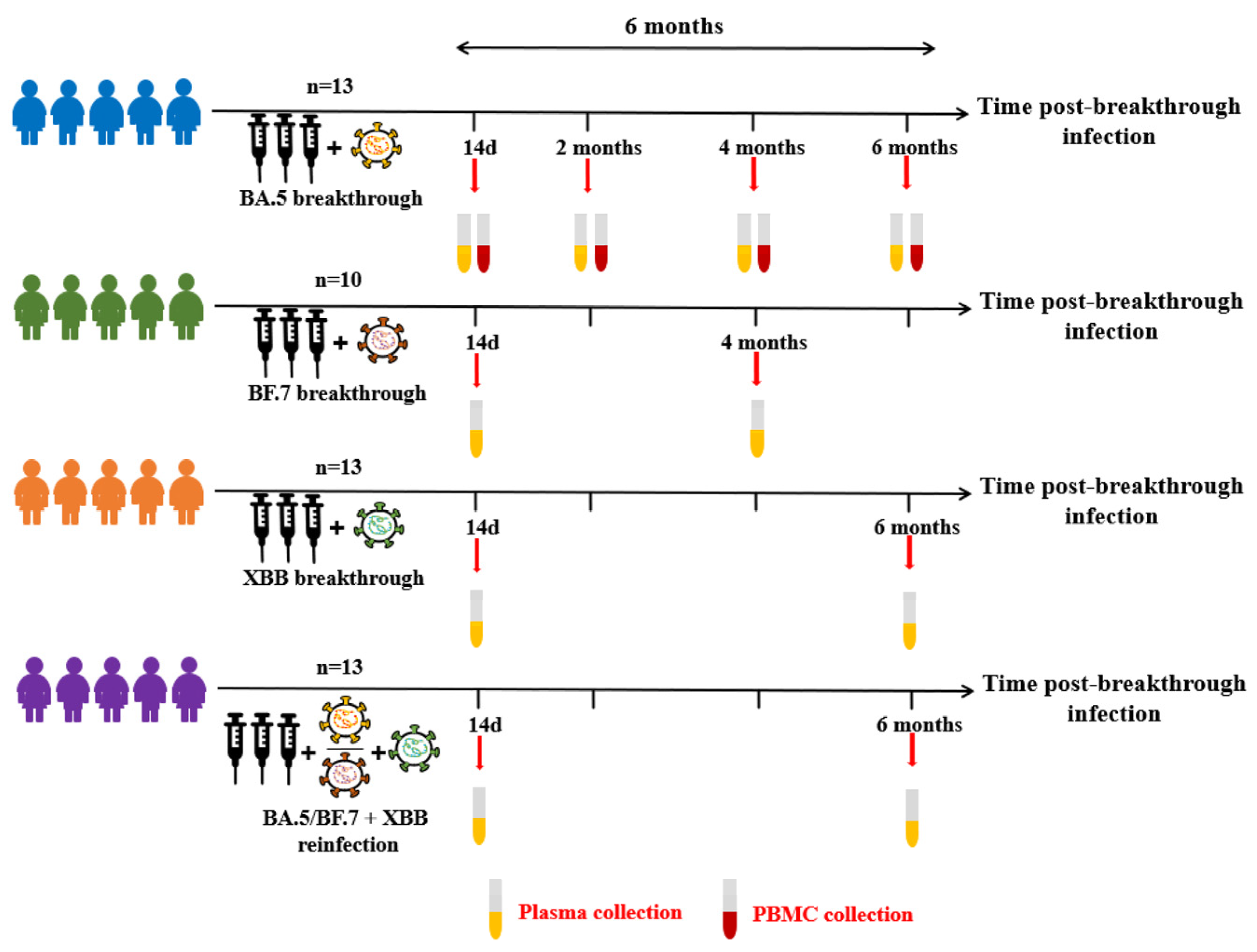 Longitudinal Analysis of Humoral and Cellular Immune Response up to 6 Months after SARS-CoV-2 BA ...