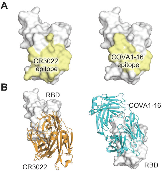 The D Gene in CDR H3 Determines a Public Class of Human Antibodies to ...