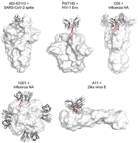 Vaccines | Free Full-Text | The D Gene in CDR H3 Determines a Public ...
