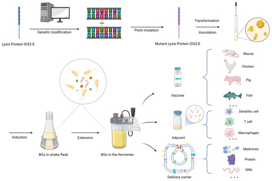 Vaccines | Free Full-Text | Construction and Mechanism Exploration of ...