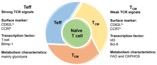 Tuberculosis Vaccines and T Cell Immune Memory