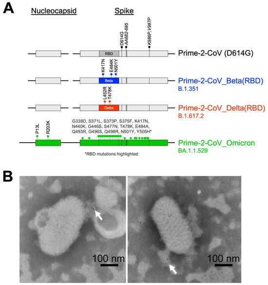 Novel Multi-Antigen Orf-Virus-Derived Vaccine Elicits Protective Anti ...