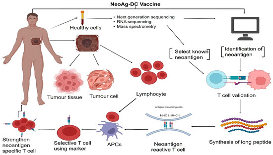 Neoantigen Identification and Dendritic Cell-Based Vaccines for Lung Cancer Immunotherapy