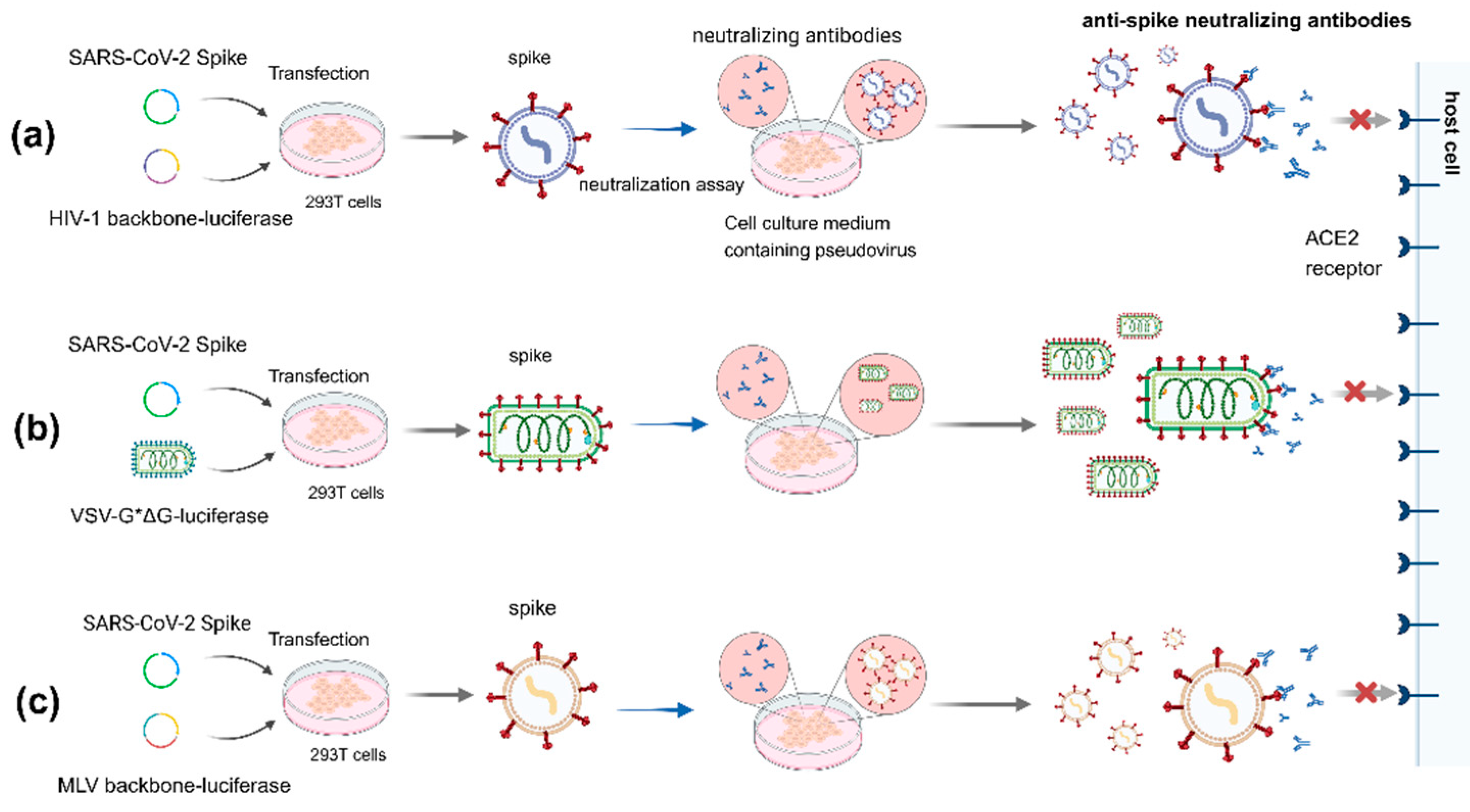Vaccines | Free Full-Text | SARS-CoV-2 Neutralization Assays Used in Clinical Trials: A ...