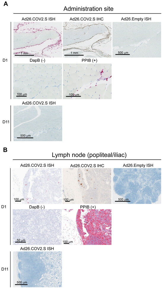The Biodistribution of the Spike Protein after Ad26.COV2.S Vaccination ...