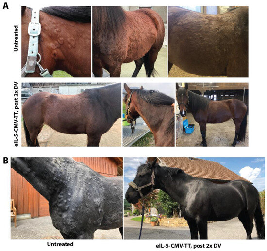 Vaccines | Free Full-Text | Eosinophils Play a Surprising Leading Role ...