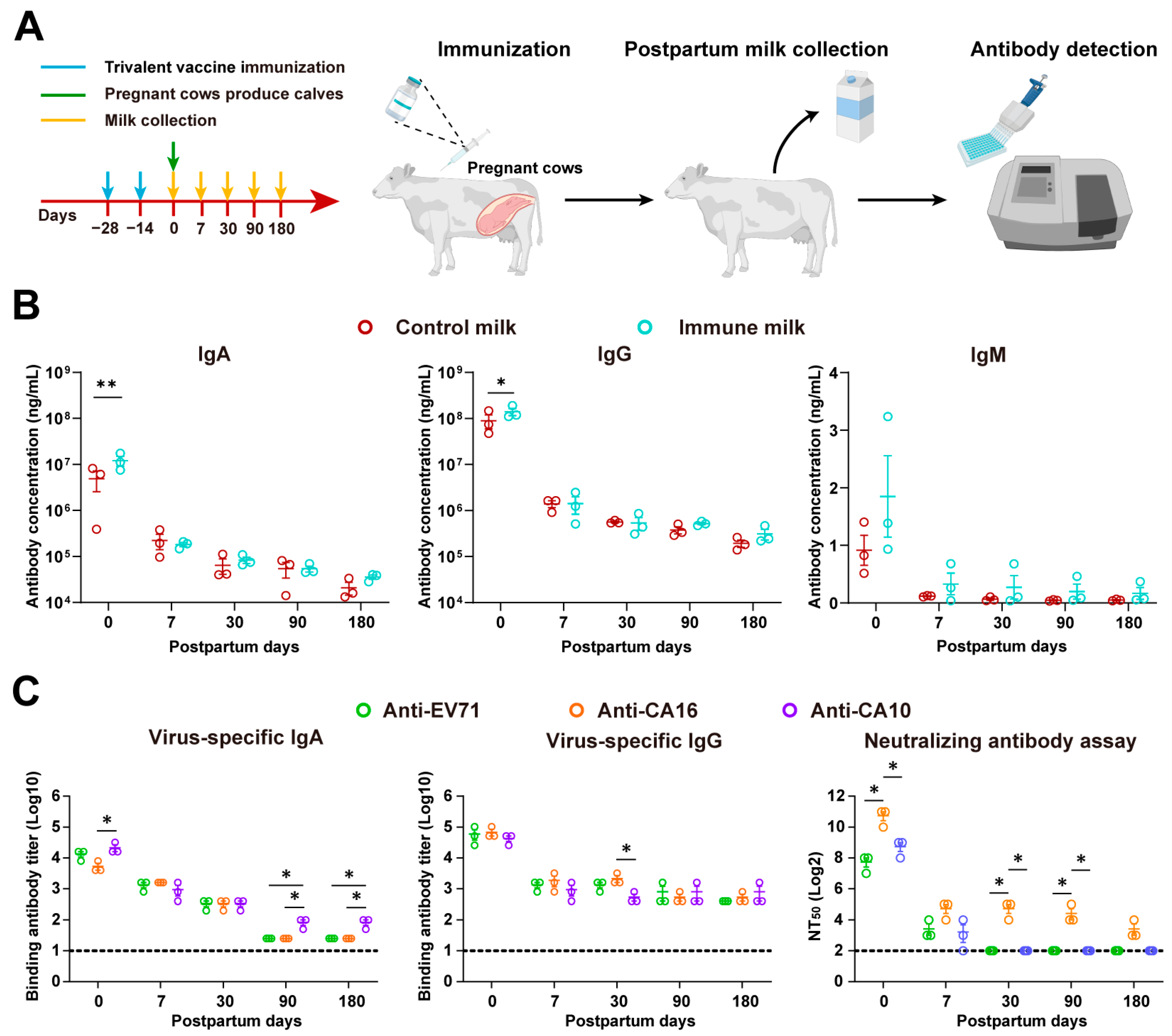 The Milk of Cows Immunized with Trivalent Inactivated Vaccines Provides ...