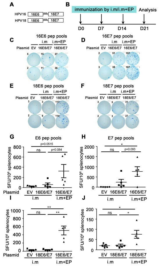 Lipid Nanoparticles Outperform Electroporation in Delivering ...
