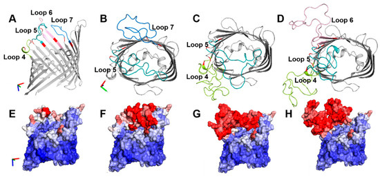 Structural Assessment of Chlamydia trachomatis Major Outer Membrane ...