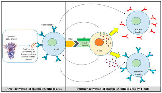 SARS-CoV-2 Vaccines: The Advantage of Mucosal Vaccine Delivery and ...