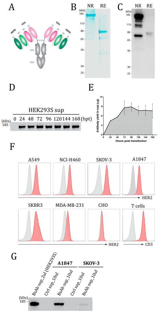 HER2-CD3-Fc Bispecific Antibody-Encoding mRNA Delivered by Lipid ...