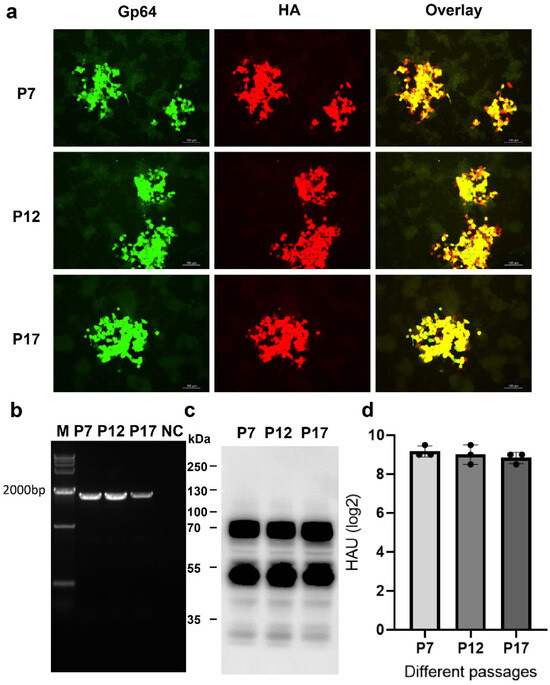 A Rationally Designed H5 Hemagglutinin Subunit Vaccine Provides Broad ...