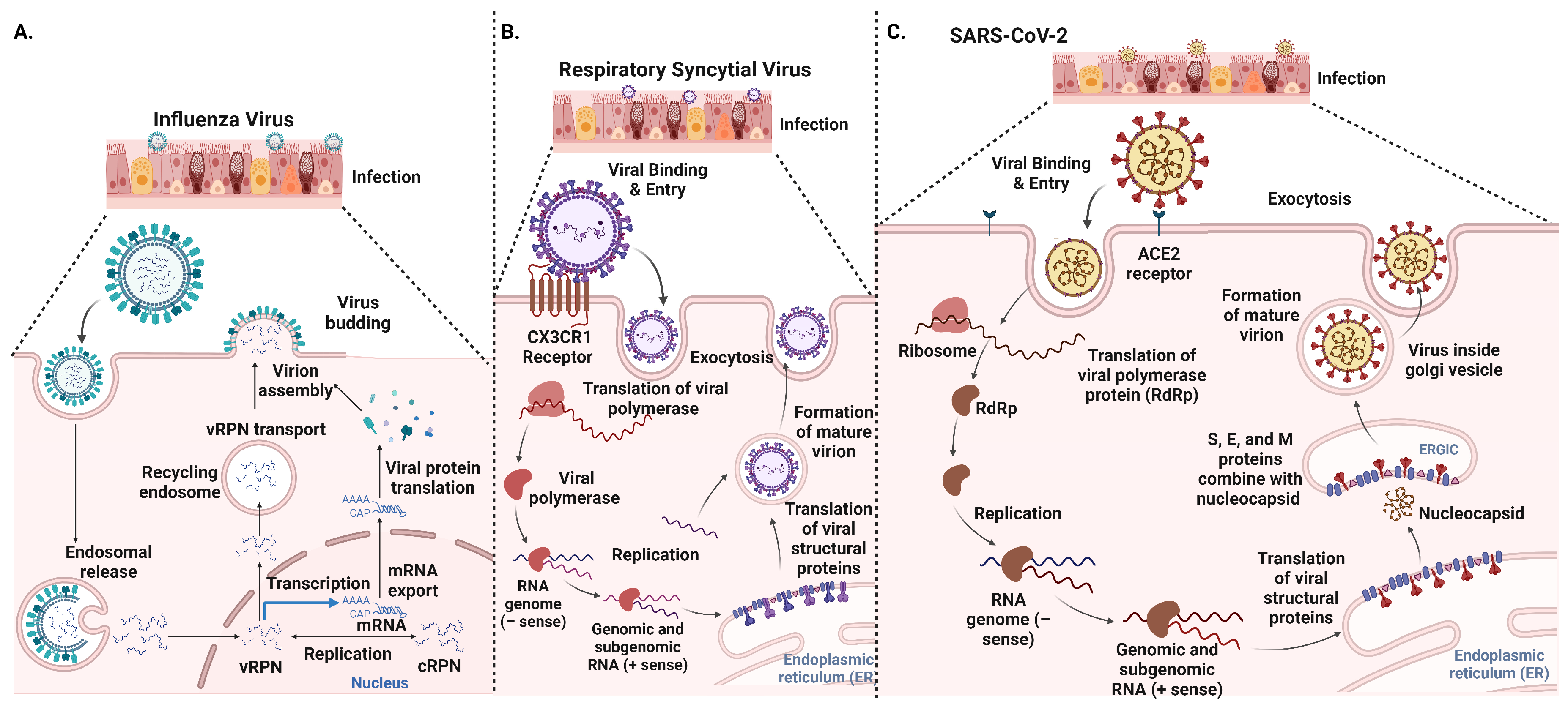 Vaccines for Respiratory Viruses—COVID and Beyond