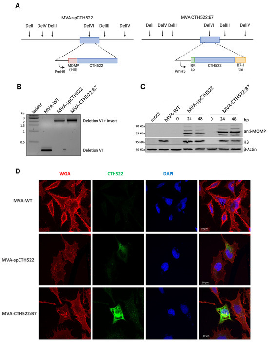 Viral Vector-Based Chlamydia trachomatis Vaccines Encoding CTH522 ...