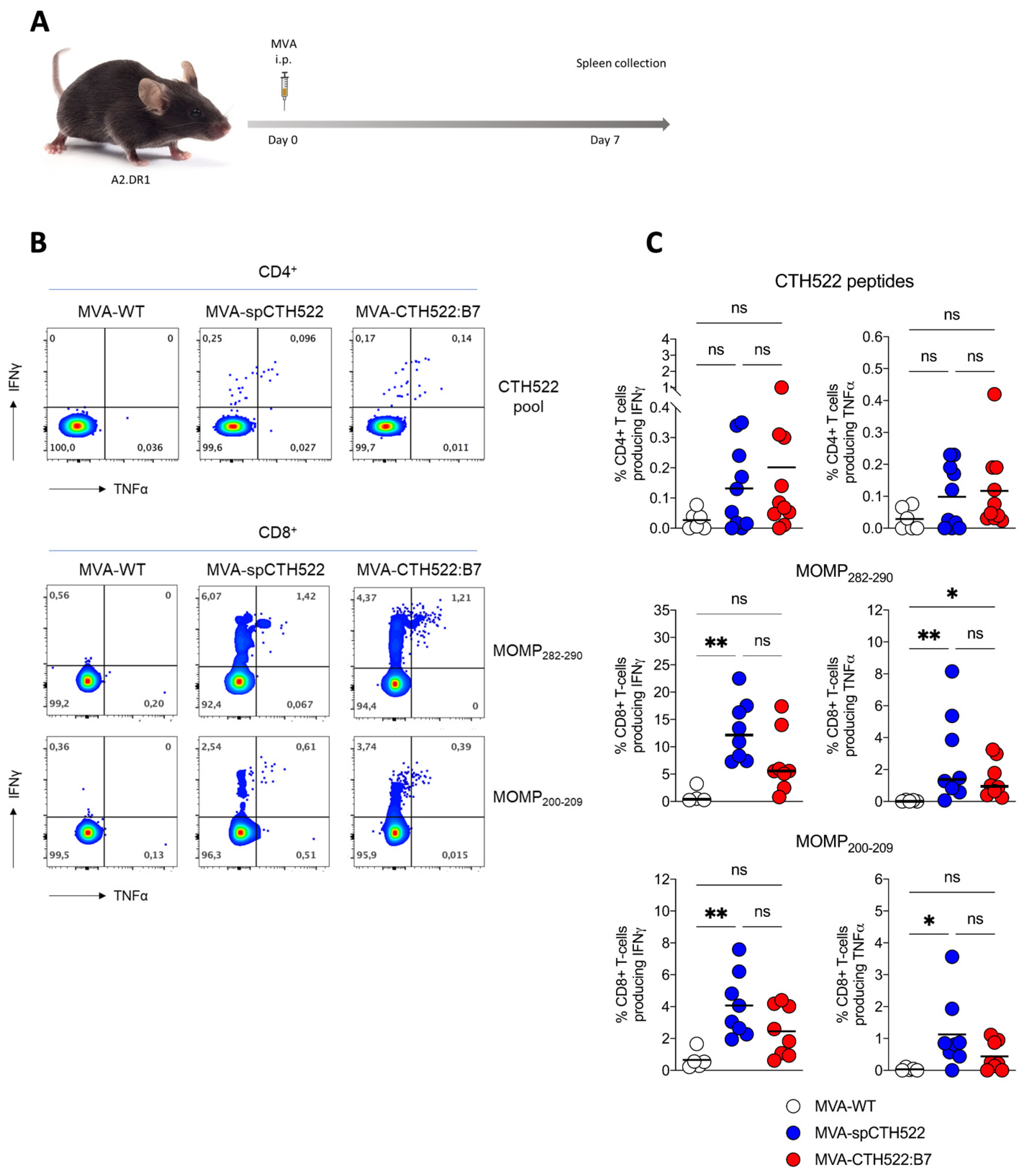 Viral Vector-Based Chlamydia trachomatis Vaccines Encoding CTH522 ...