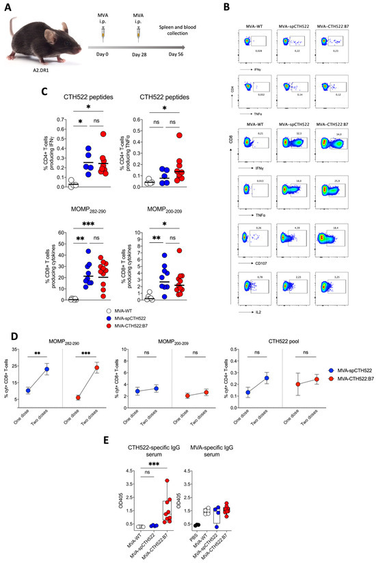 Viral Vector-Based Chlamydia trachomatis Vaccines Encoding CTH522 ...