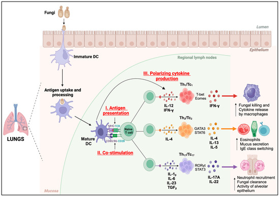 Advances in Dendritic-Cell-Based Vaccines against Respiratory Fungal ...