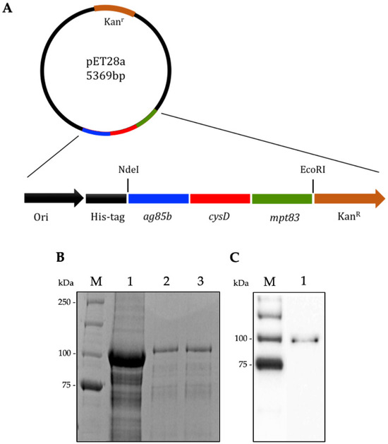 Immunogenicity and Protective Efficacy of a Multi-Antigen Mycobacterium tuberculosis Subunit ...