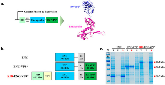 Molecular Design of Encapsulin Protein Nanoparticles to Display ...