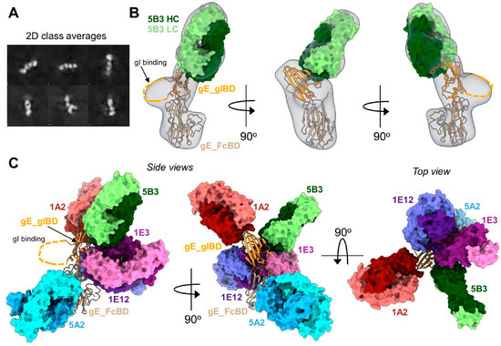 Structures of the Varicella Zoster Virus Glycoprotein E and Epitope ...