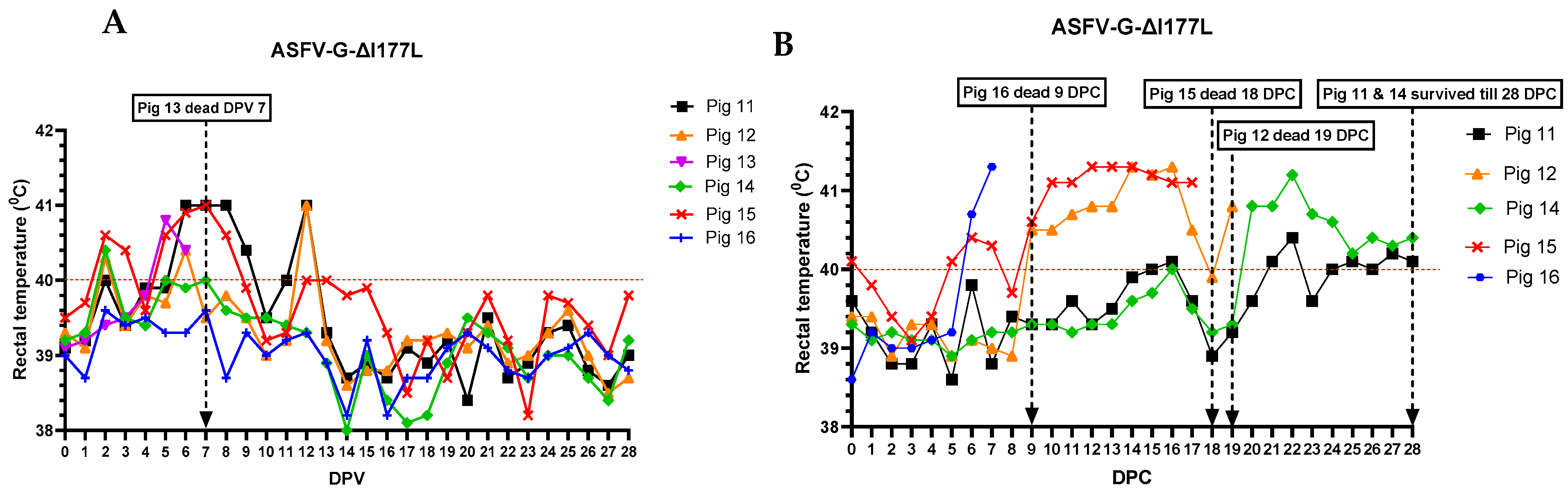 Genotype II Live-Attenuated ASFV Vaccine Strains Unable to Completely ...