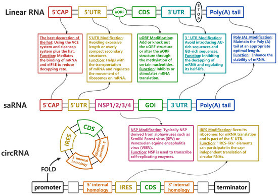 The Recent Research Progress of the Tumor mRNA Vaccine