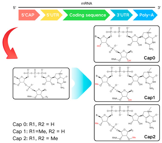 The Recent Research Progress of the Tumor mRNA Vaccine