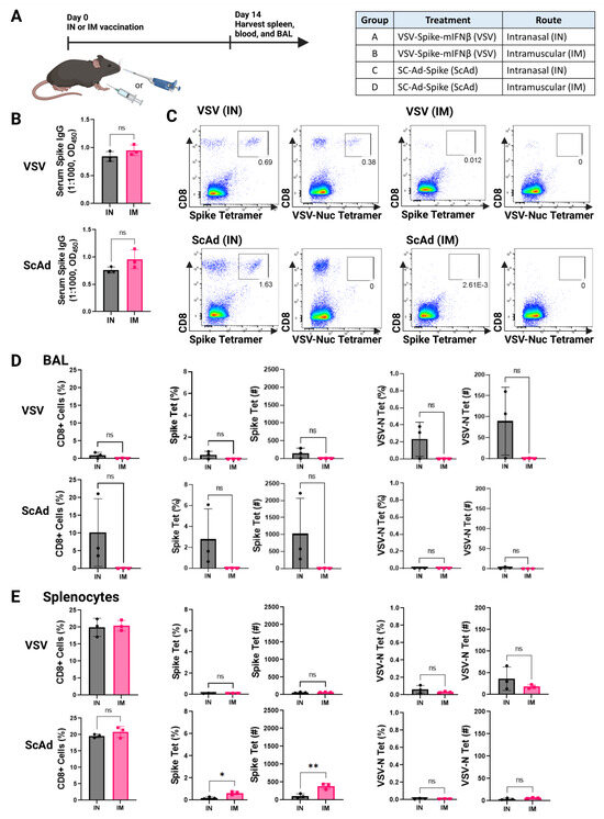 Intranasal Prime–Boost with Spike Vectors Generates Antibody and T-Cell ...