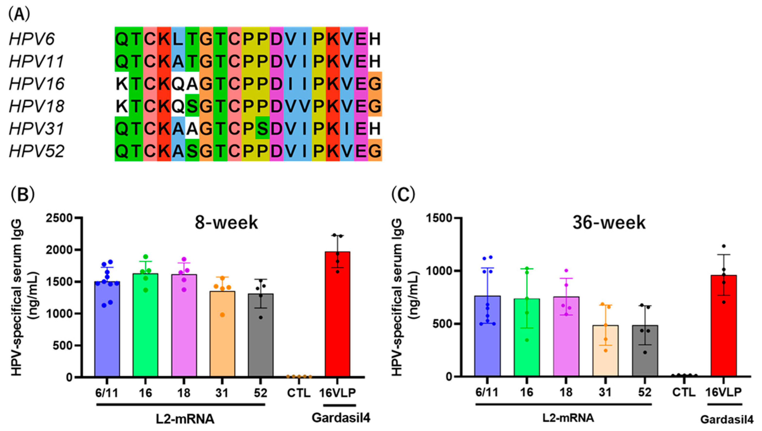 Enhanced Broad-Spectrum Efficacy of an L2-Based mRNA Vaccine Targeting HPV Types 6, 11, 16, 18 ...