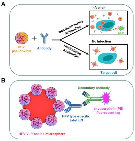 Immunogenicity Assessment of a 14-Valent Human Papillomavirus Vaccine Candidate in Mice
