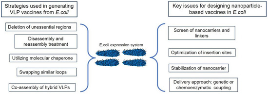 Engineering Escherichia coli-Derived Nanoparticles for Vaccine Development