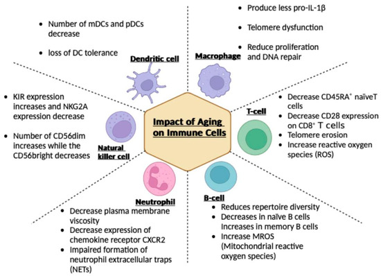 Immunosenescence: Aging and Immune System Decline