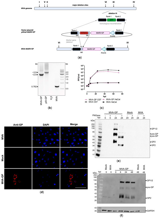 Rapid Development of Modified Vaccinia Virus Ankara (MVA)-Based Vaccine ...