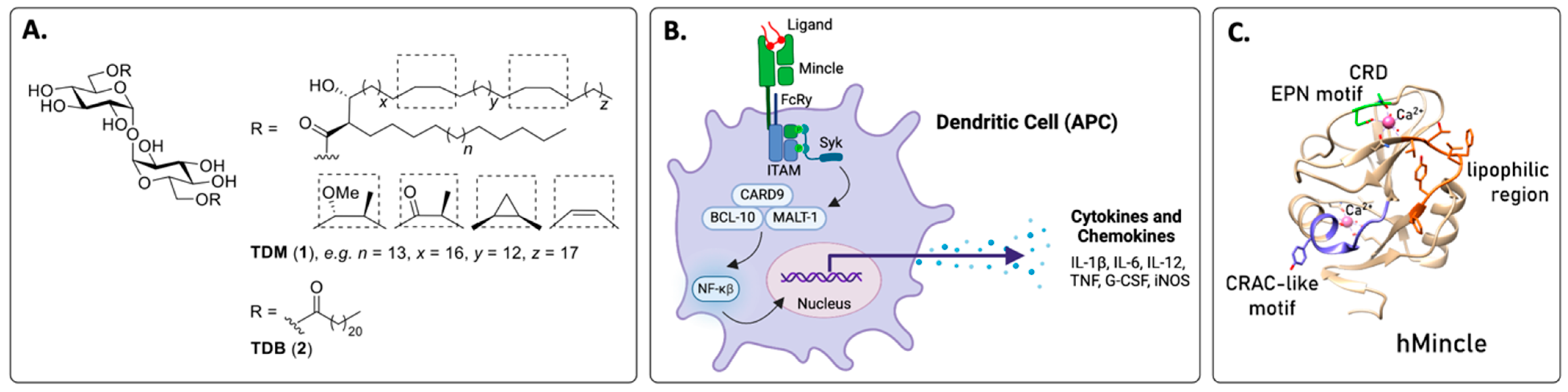 Recent Advances in the Development of Mincle-Targeting Vaccine Adjuvants