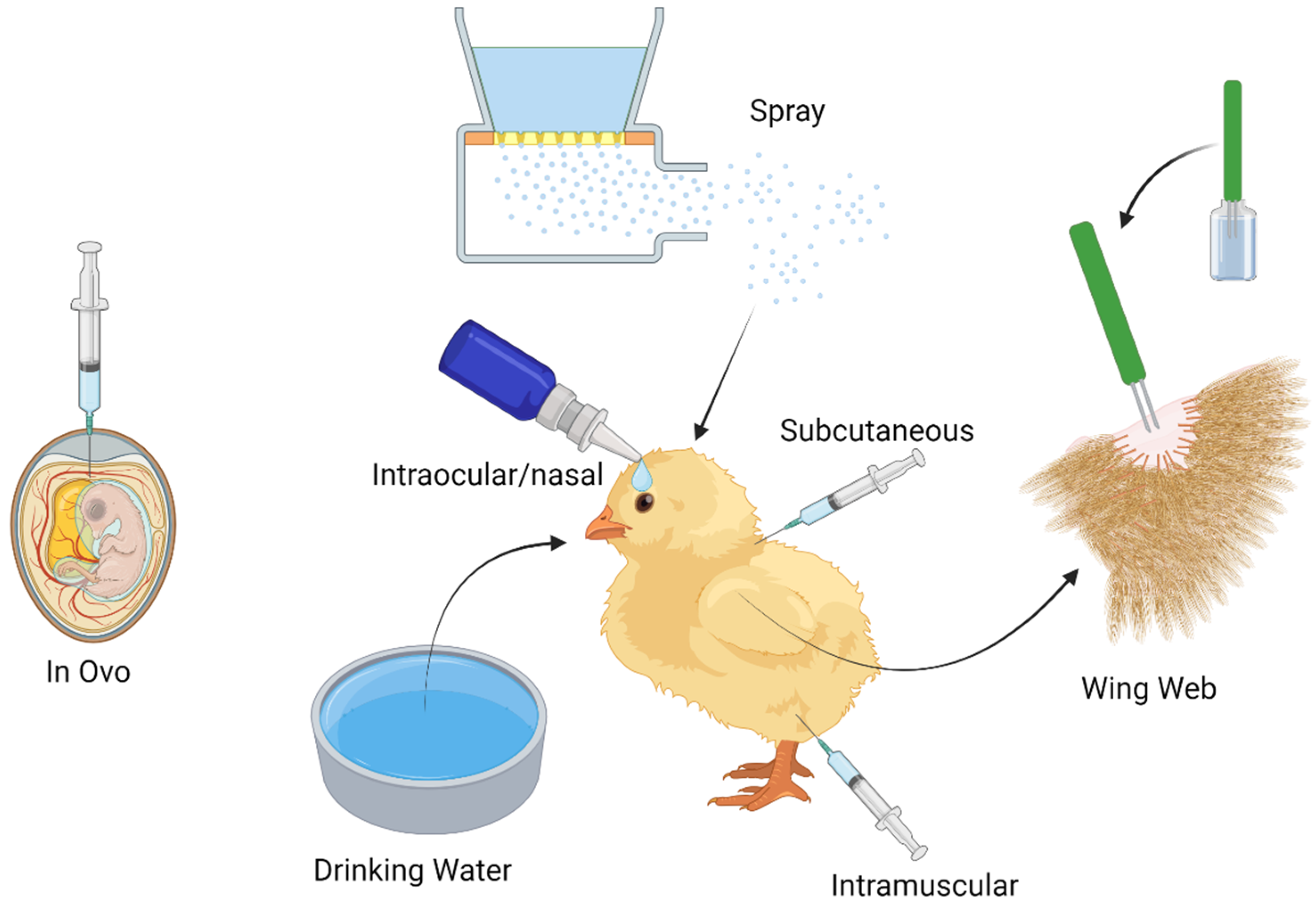 Approaches to Enhance the Potency of Vaccines in Chickens