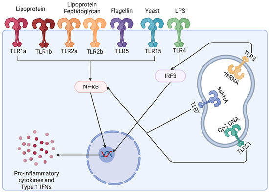 Approaches to Enhance the Potency of Vaccines in Chickens