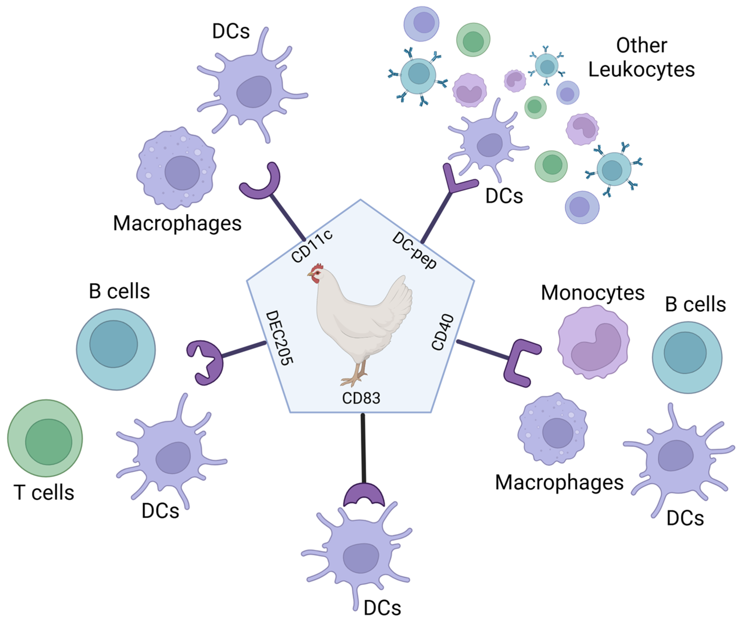Approaches to Enhance the Potency of Vaccines in Chickens