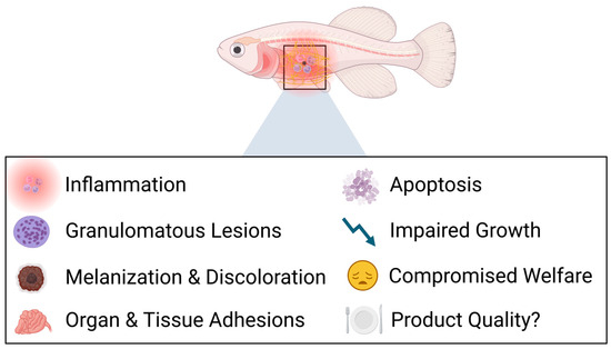 Advances in Vaccine Adjuvants for Teleost Fish: Implications for ...