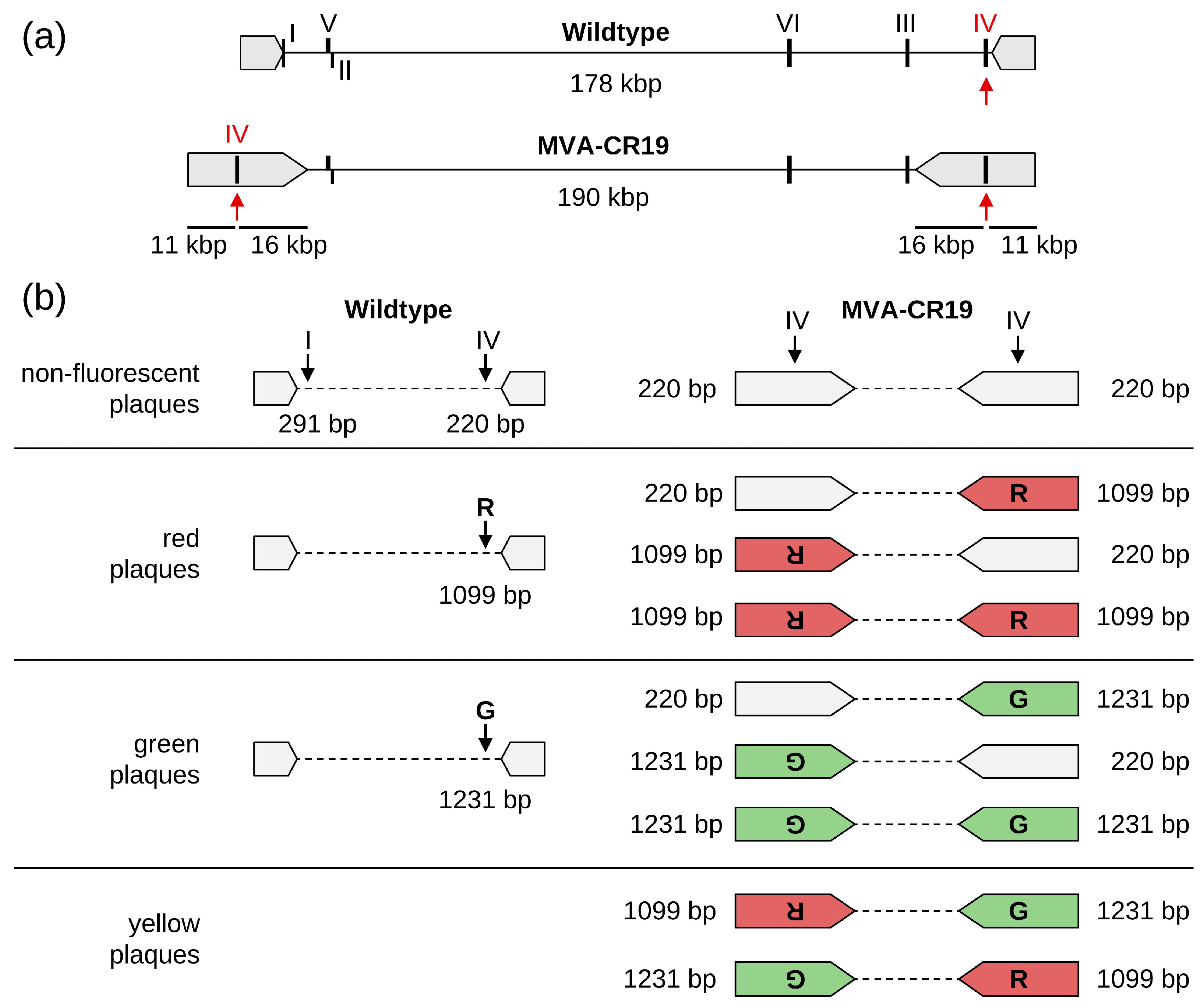 Expression of an Efficient Selection Marker Out of a Duplicated Site in ...