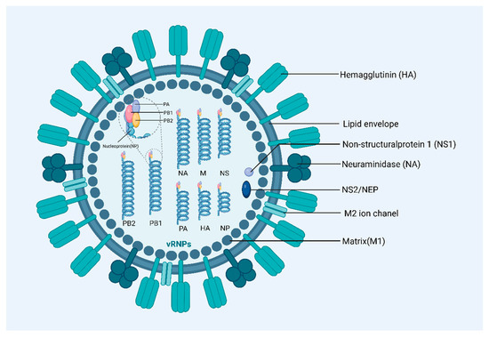 Advantages of Broad-Spectrum Influenza mRNA Vaccines and Their Impact ...