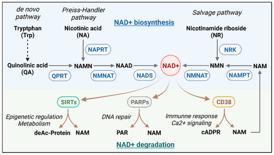 Decoding NAD+ Metabolism in COVID-19: Implications for Immune ...
