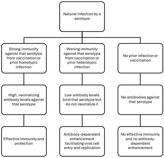 Dengue Vaccination: A Practical Guide for Clinicians