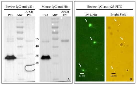P23-Specific IgY Significantly Reduces Diarrhea and Oocyst Shedding in ...
