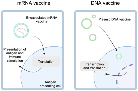 Recent Advances in the Development and Efficacy of Anti-Cancer Vaccines ...