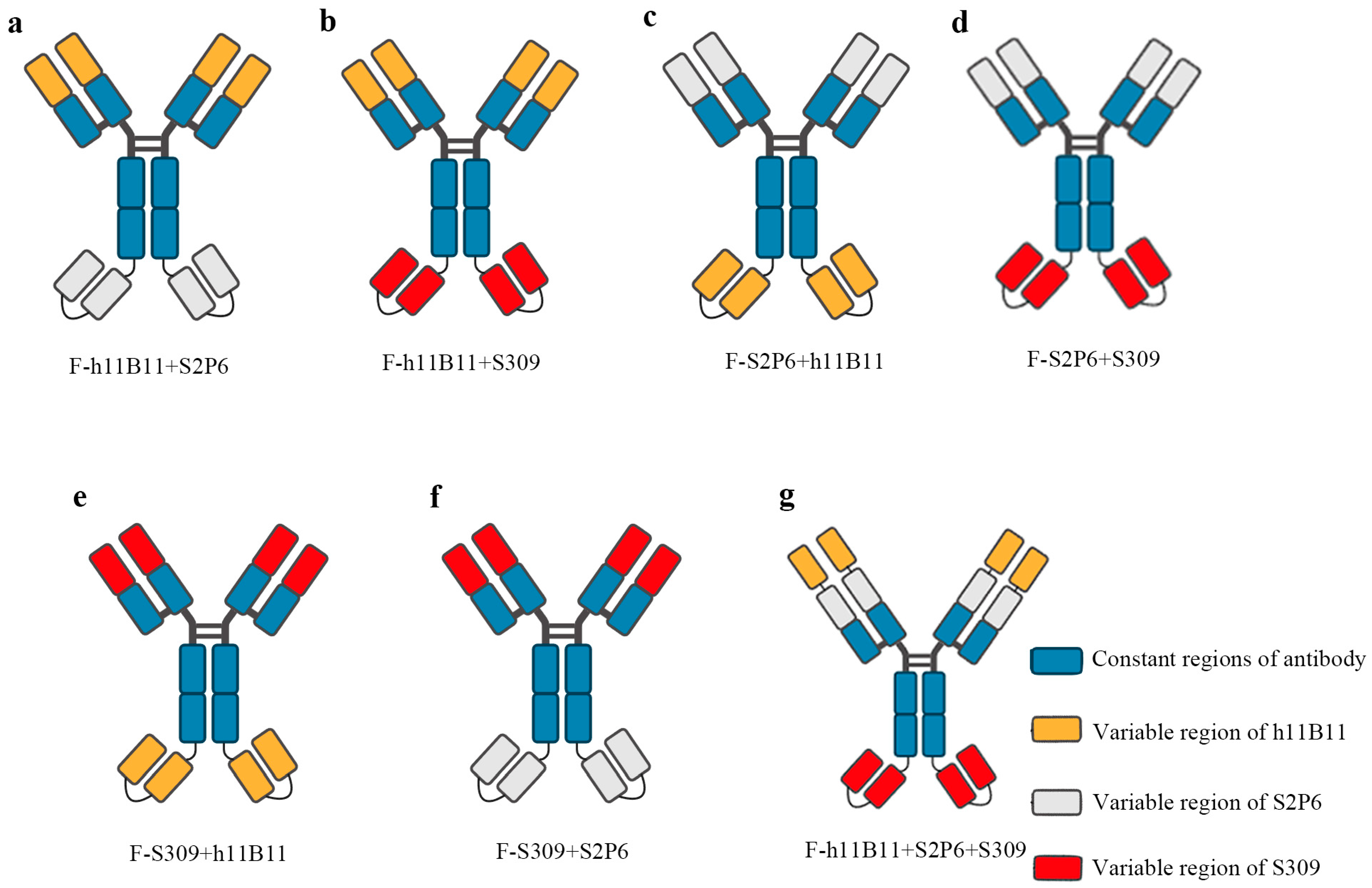Design and Characterization of Bispecific and Trispecific Antibodies Targeting SARS-CoV-2